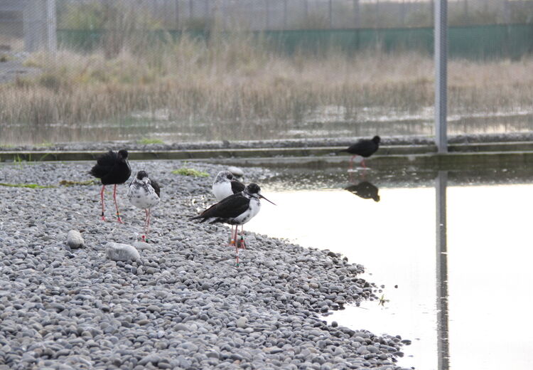 Black Stilt - Isaac Conservation & Wildlife Trust