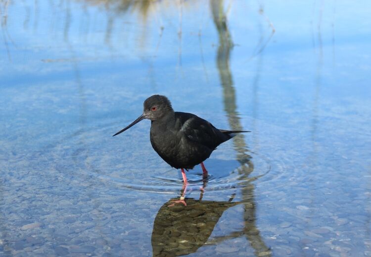 Black Stilt - Isaac Conservation & Wildlife Trust