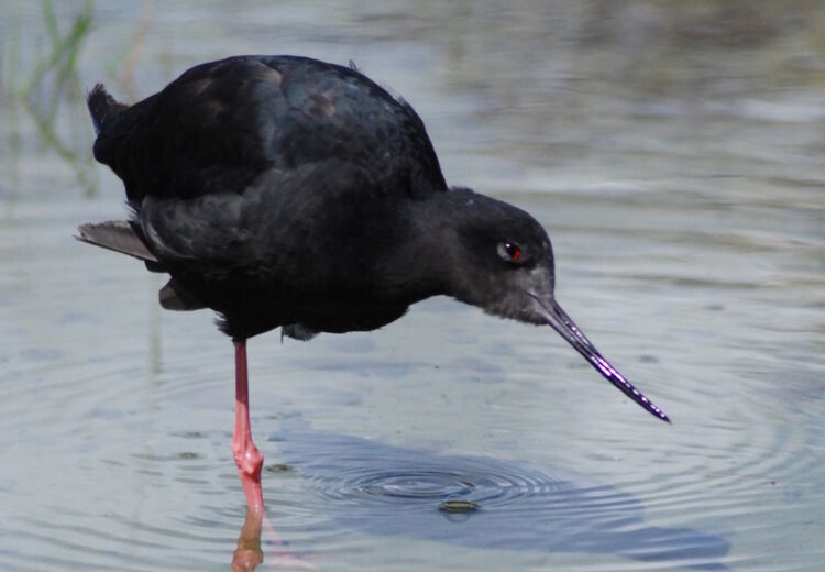Black Stilt - Isaac Conservation & Wildlife Trust