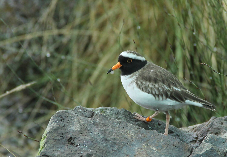 Shore Plover - Isaac Conservation & Wildlife Trust