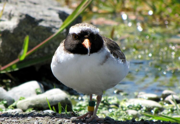 Shore Plover - Isaac Conservation & Wildlife Trust
