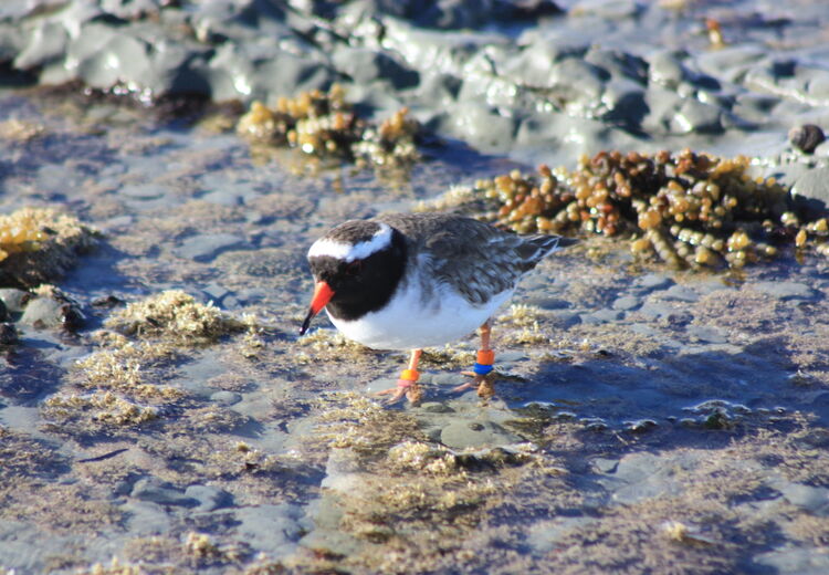 Shore Plover - Isaac Conservation & Wildlife Trust