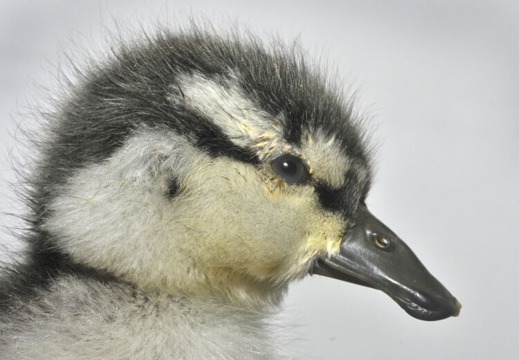 Blue Duck - Isaac Conservation & Wildlife Trust