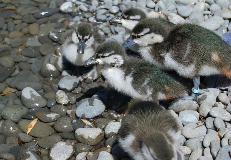 Blue Duck - Isaac Conservation & Wildlife Trust
