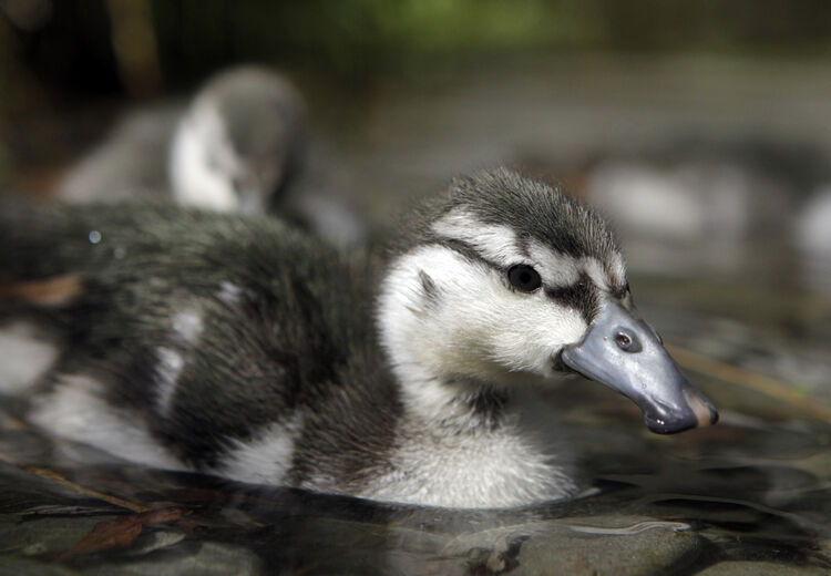 Blue Duck - Isaac Conservation & Wildlife Trust