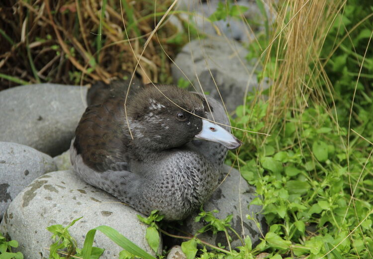 Blue Duck - Isaac Conservation & Wildlife Trust