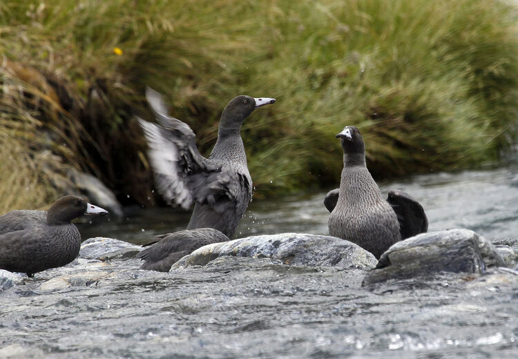 Blue Duck - Isaac Conservation & Wildlife Trust