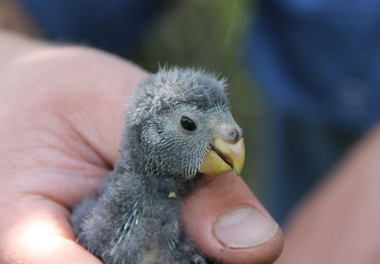 Orange fronted parakeet - Isaac Conservation & Wildlife Trust