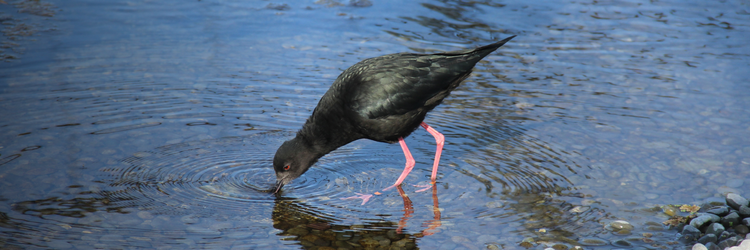 Black Stilt - Isaac Conservation & Wildlife Trust
